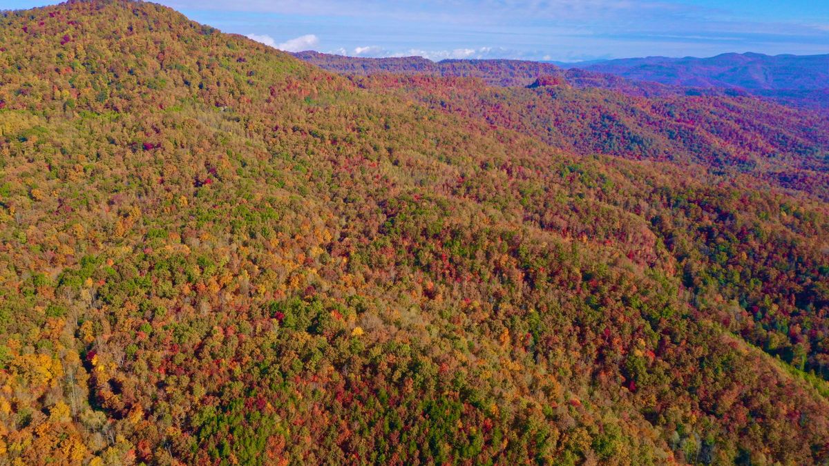 Large Tract With Marketable Timber, A Creek, And Bordering WMA ...