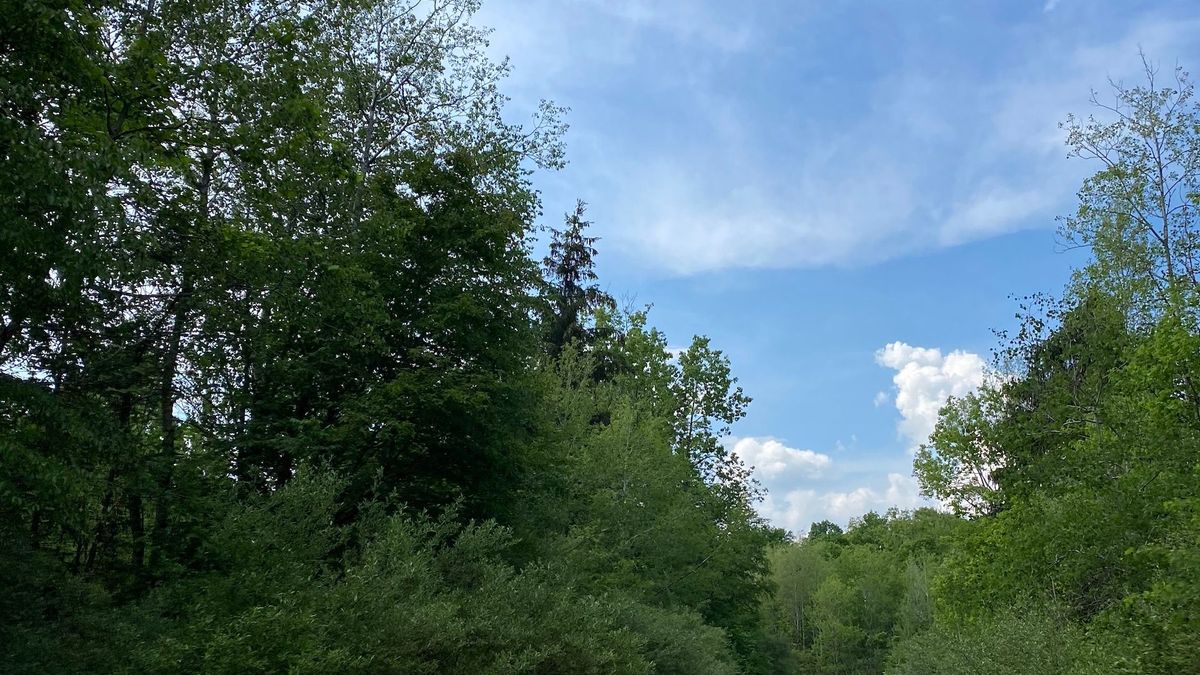 Hardwood Timber Tract With Ponds Overlooking Glendale Valley ...