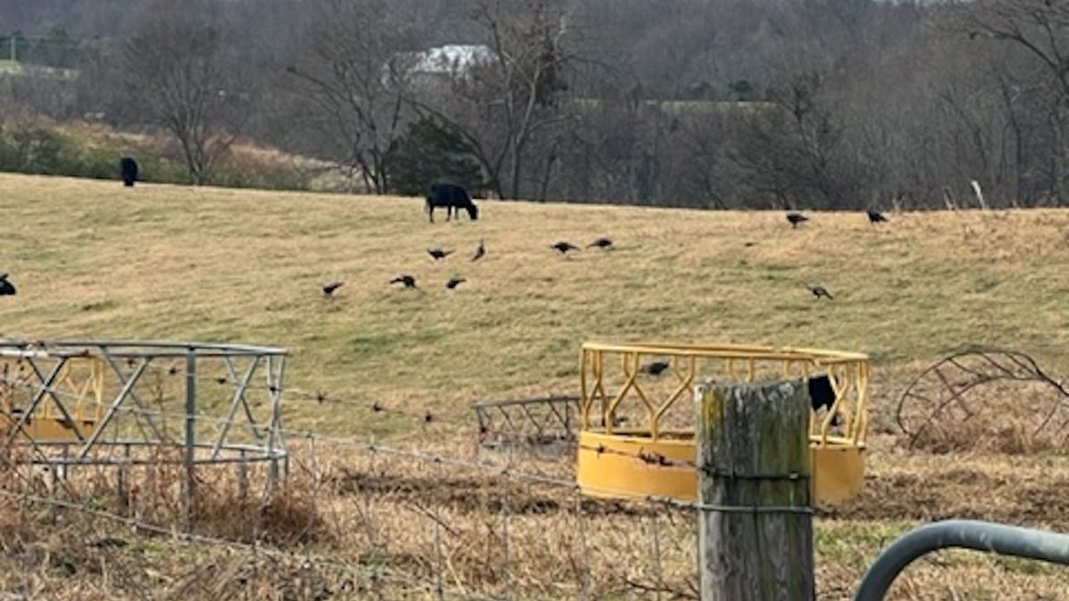 Cattle Farm Or Recreational Property Close To Baxter City Limits In TN ...