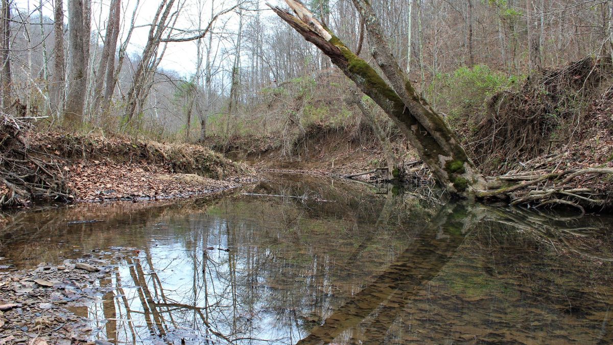 Multi Use Mountain Property With Beautiful Streams | Whitetail Properties