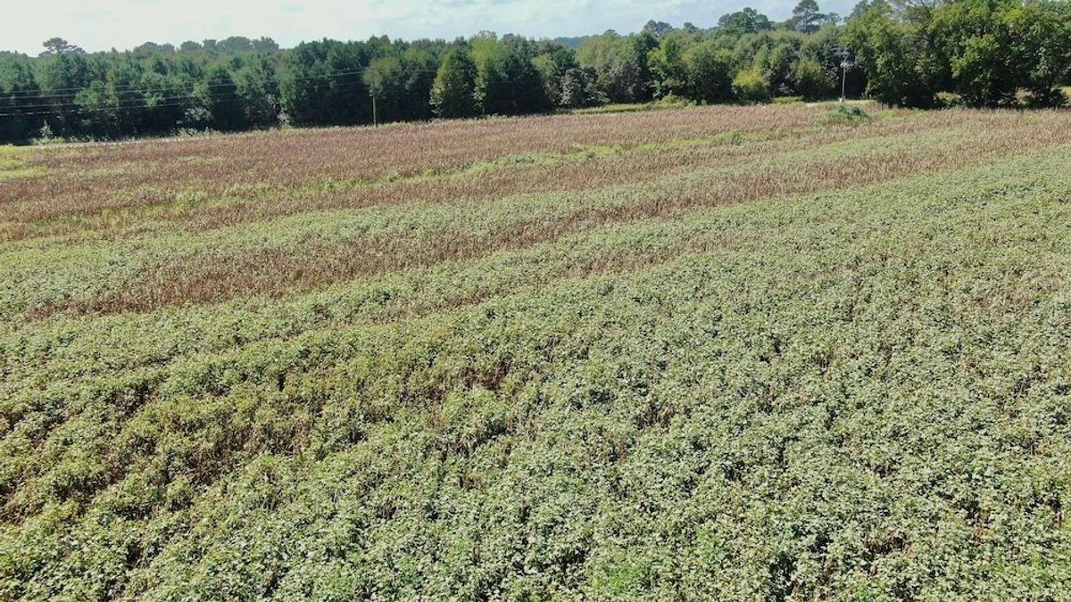 Cleared Farm Land With Custom Home Potential | Whitetail Properties