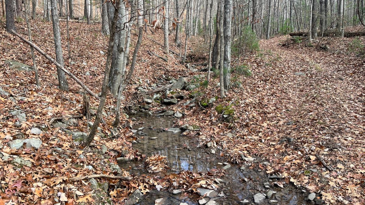 Mature Hardwood Timber Tract Is A Gateway To The George Washington ...