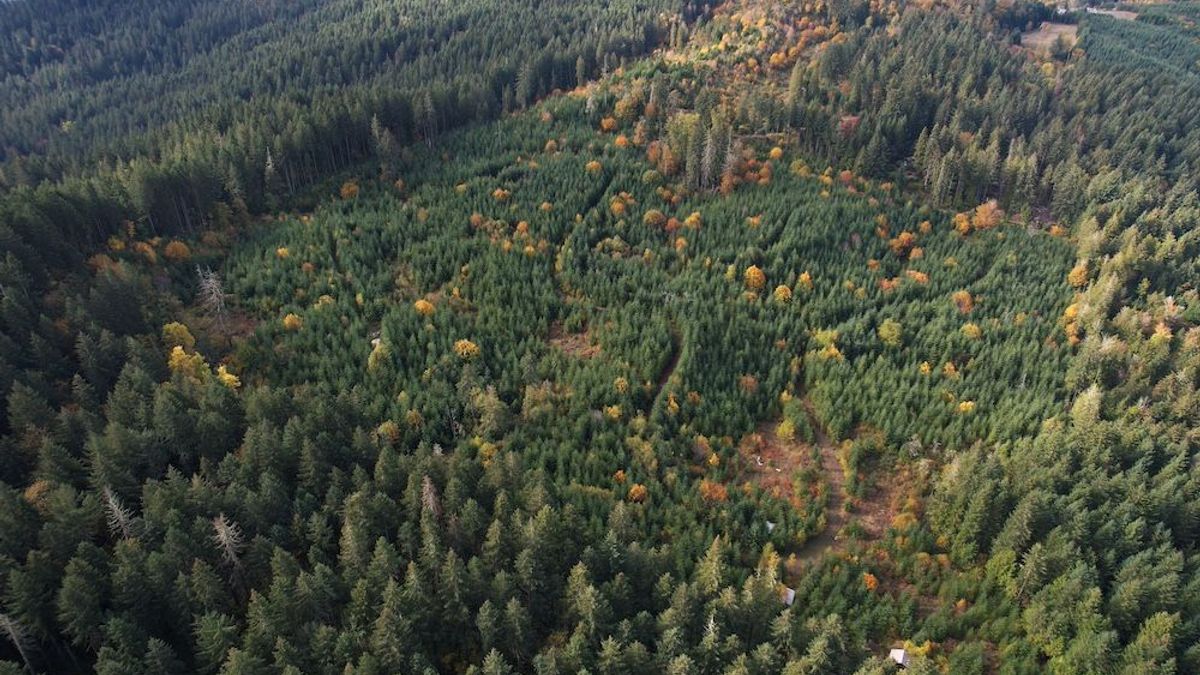 Great Timber And Recreational Property | Whitetail Properties