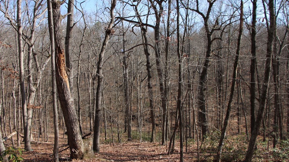 Private And Secluded Fully Wooded Lot | Whitetail Properties