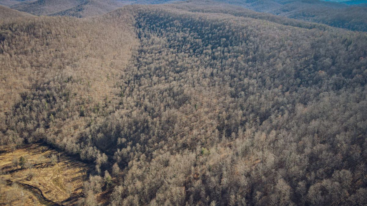 Hardwood Timber Tract Overlooking Buckhannon River | Whitetail Properties