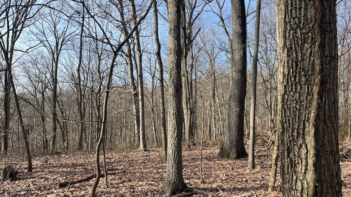 Wooded Property Bordering Wayne National Forest | Whitetail Properties