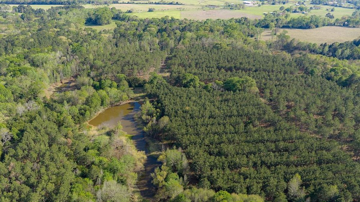 Grapeland TX Hunting And Timber Ranch | Whitetail Properties