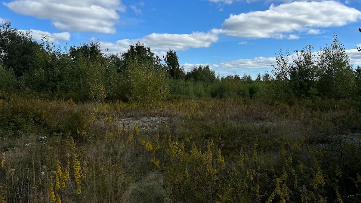 Acreage In Waldo County With Views And A Flat Building Site | Whitetail ...