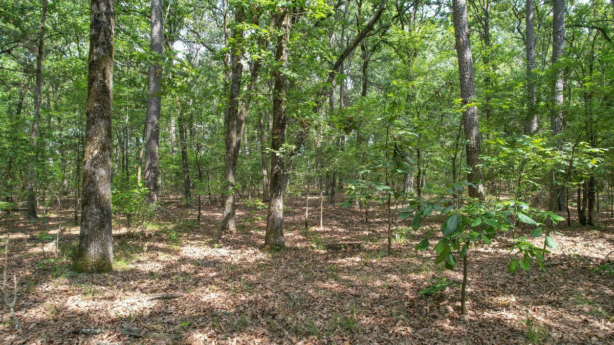 Deer And Turkey Hunting Property | Whitetail Properties