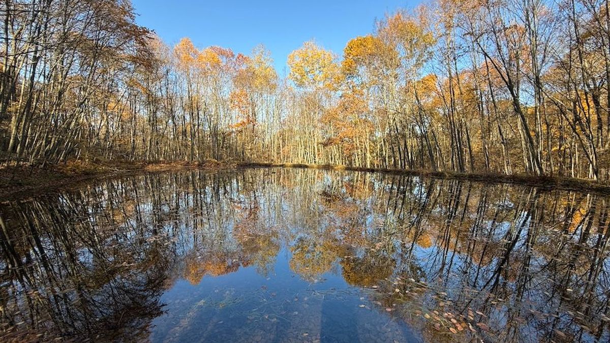 Gorgeous Wooded Acreage With Pond And Mature Timber | Whitetail Properties