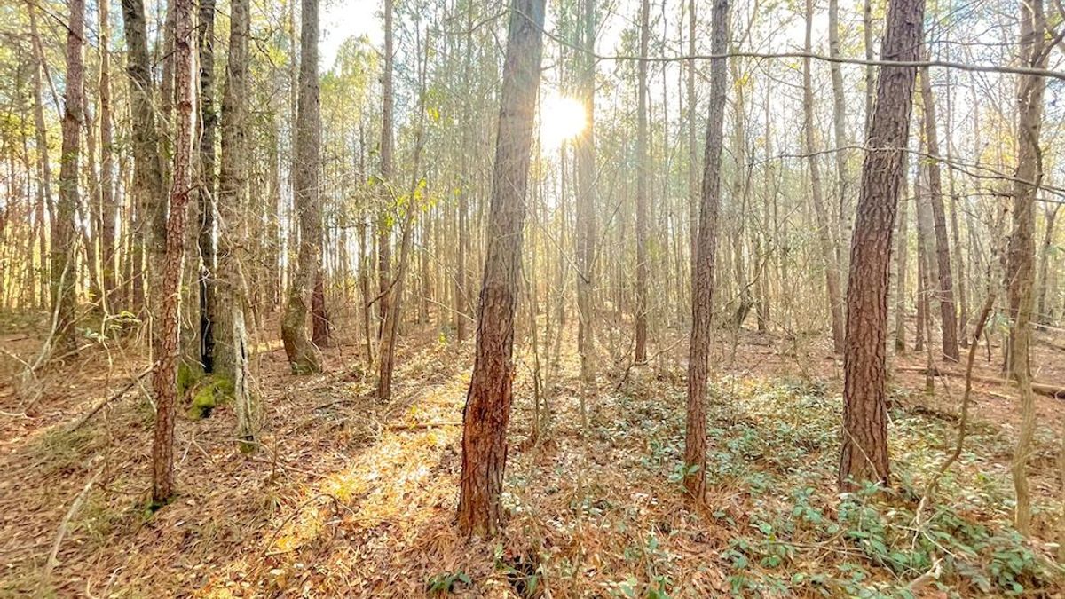 All Wooded Country Homesite Only 36 miles To The Beach | Whitetail ...