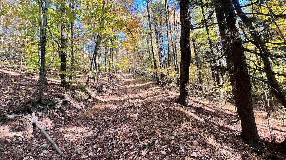 Hillside Land With Logging Trails To Hunt And Explore | Whitetail ...
