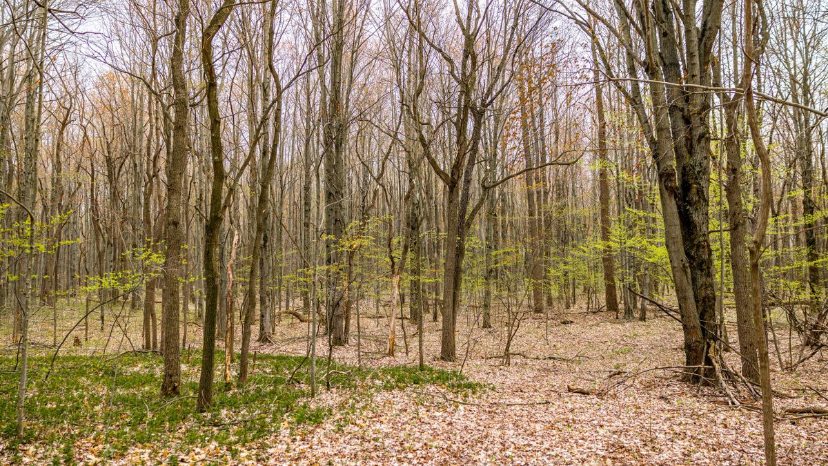 Solid Timber Tract In Big Buck Country Of West Central MI | Whitetail ...