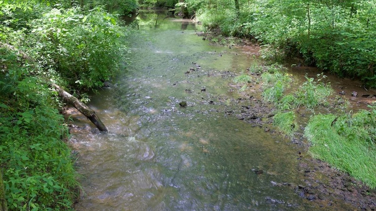 Beautiful Open Acreage With Multiple Building Sites | Whitetail Properties