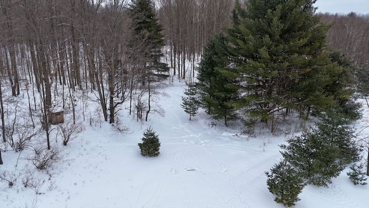 60.46± Acres Of Michigan Hunting And Recreational Land With Food Plots ...