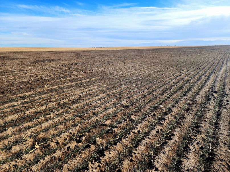 Quarter Of Cropland With Mostly Level Class II Soils | Whitetail Properties