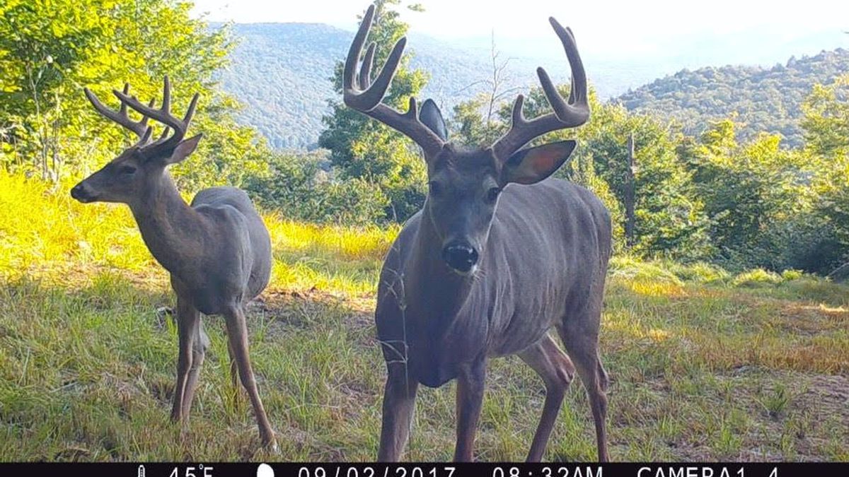 Adirondack Hunting Property Bordering Stateland | Whitetail Properties