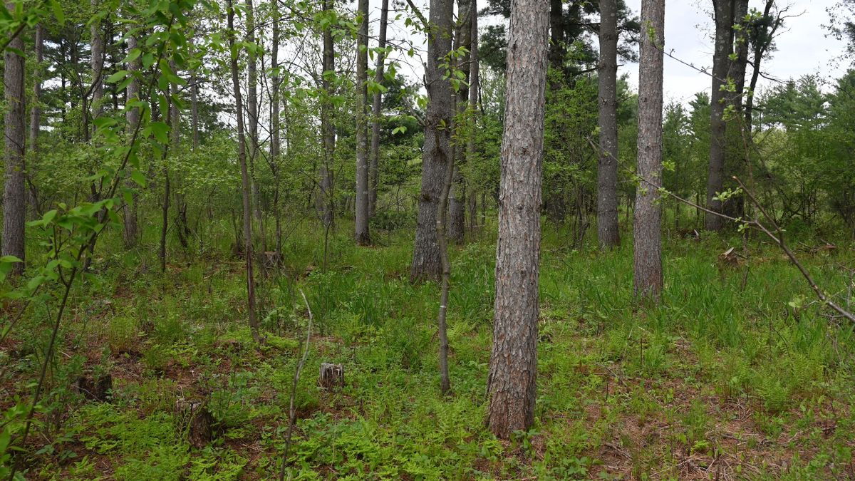 Small Wooded Parcel With creek, Timber And Potential Building Area ...