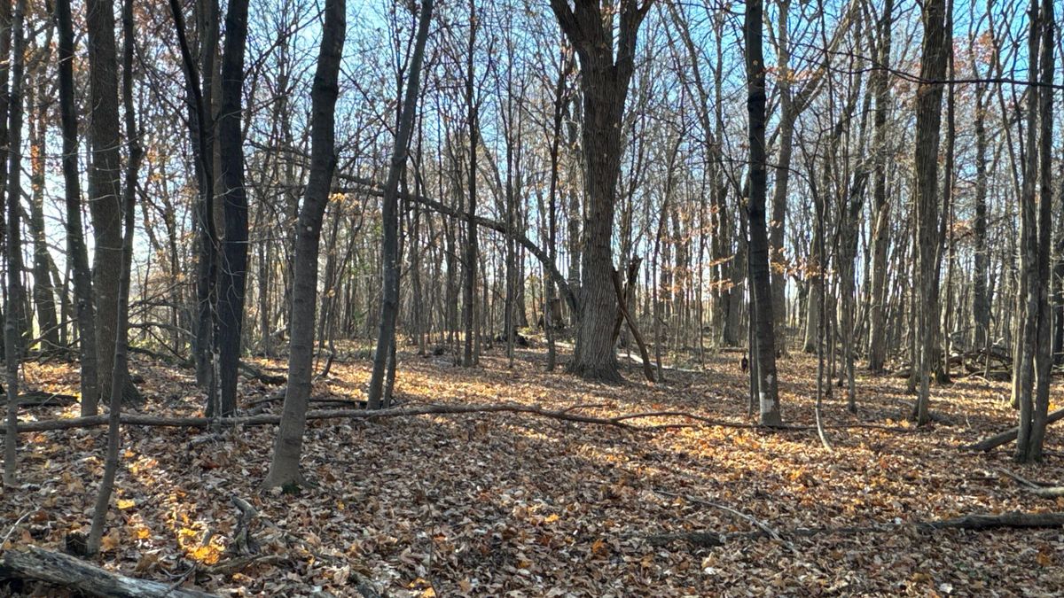 Well Wooded Residential Lot In The Country | Whitetail Properties