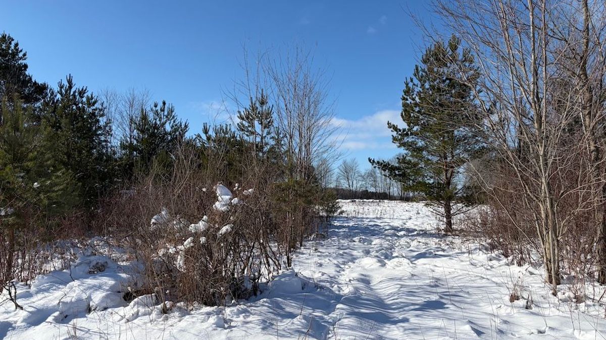 Corner Building Parcel With Woods And Field In Eden | Whitetail Properties