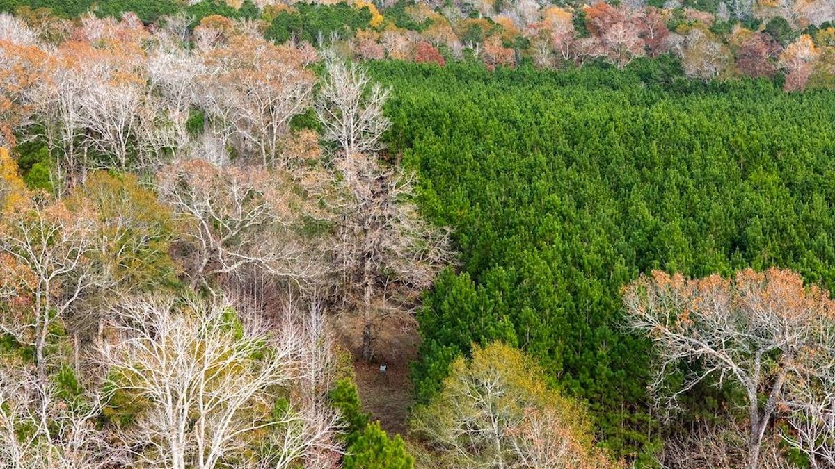 Sandy Creek At Crockett Forest | Whitetail Properties