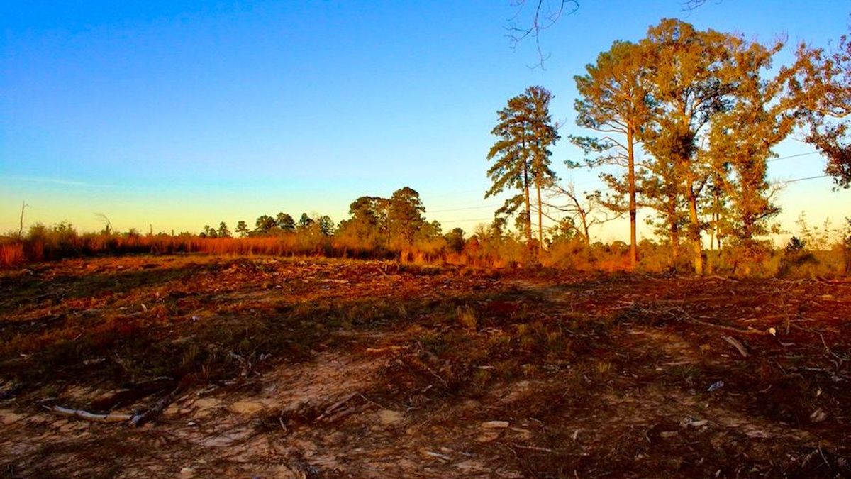 Good Hunting Tract With Young Timber Lot C | Whitetail Properties