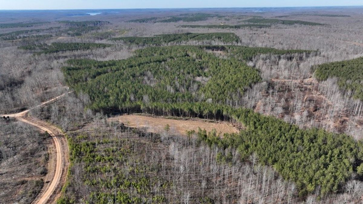 All-Timber Hunting Tract - Tract 8 | Whitetail Properties