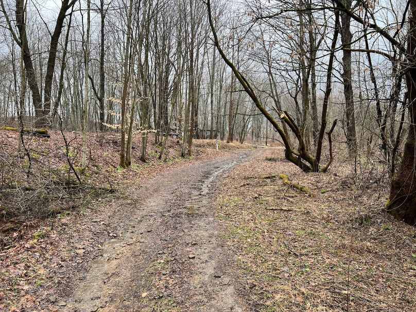 Wooded Acreage Near Rew, PA | Whitetail Properties