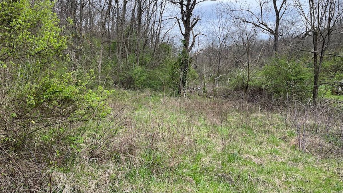 Wooded Property With Road Frontage | Whitetail Properties