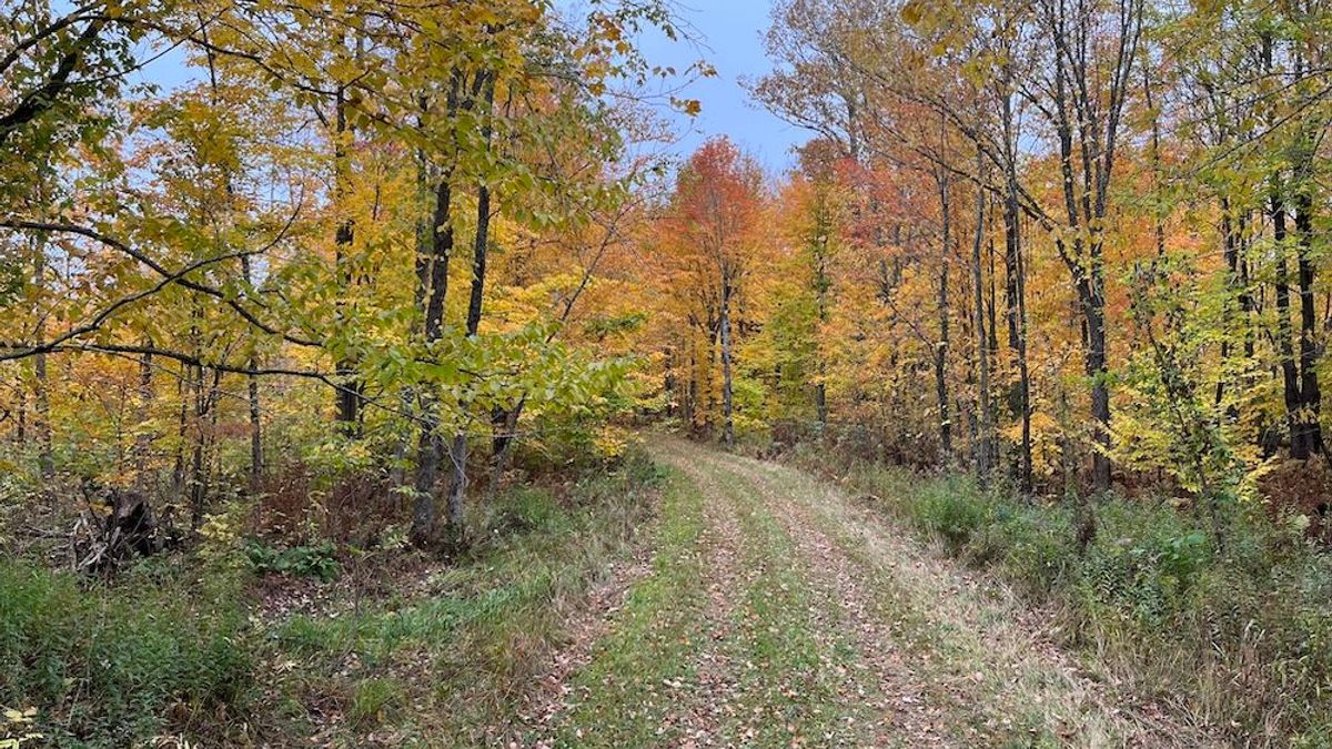 Northern Wisconsin Hunting Land On The Tyler Forks River | Whitetail ...