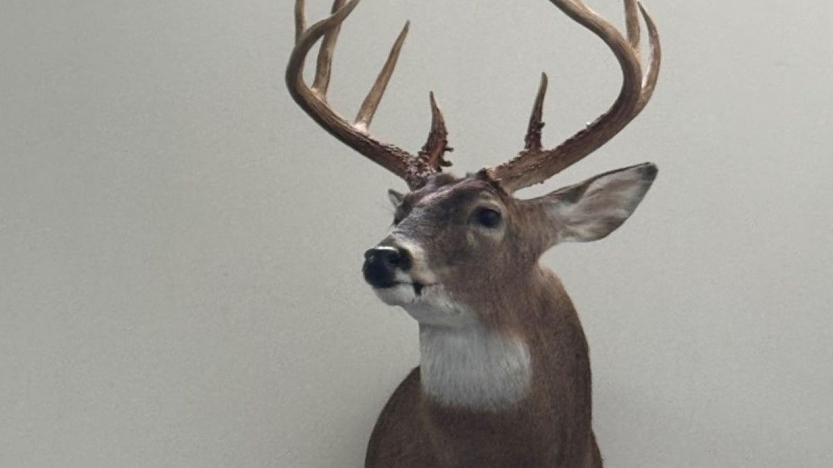 Diverse Hunting Tract With A Proven Big Buck History | Whitetail Properties
