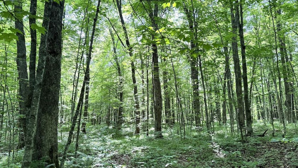 Diverse Wooded Tract With Lots Of Edge Habitat | Whitetail Properties