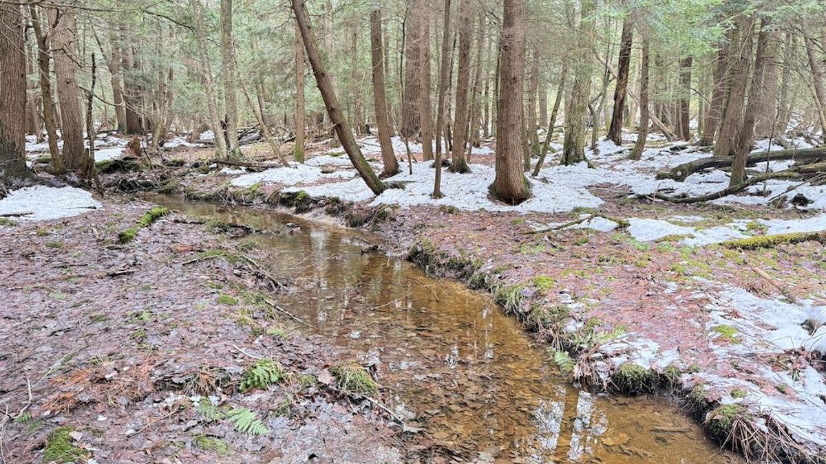 Buildable Hunting Tract Near Pennsylvania State Game Lands 272 ...