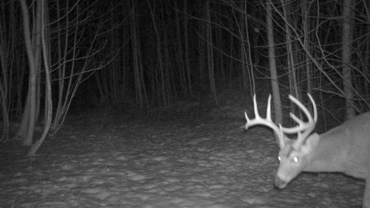 Secluded Hunting Track In Proven Big Buck Area - Great Road System With ...