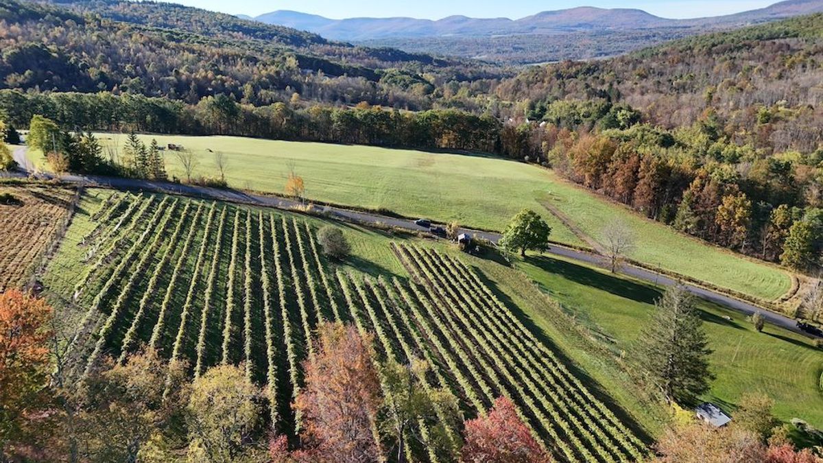 15.23 Acre Vineyard With Building Site In Preston Hollow | Whitetail ...
