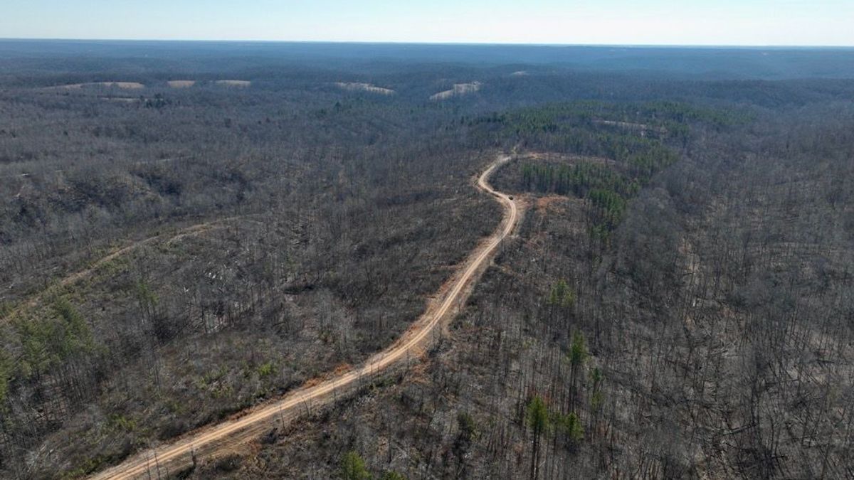 All-Timber Hunting Tract - Tract 7 | Whitetail Properties