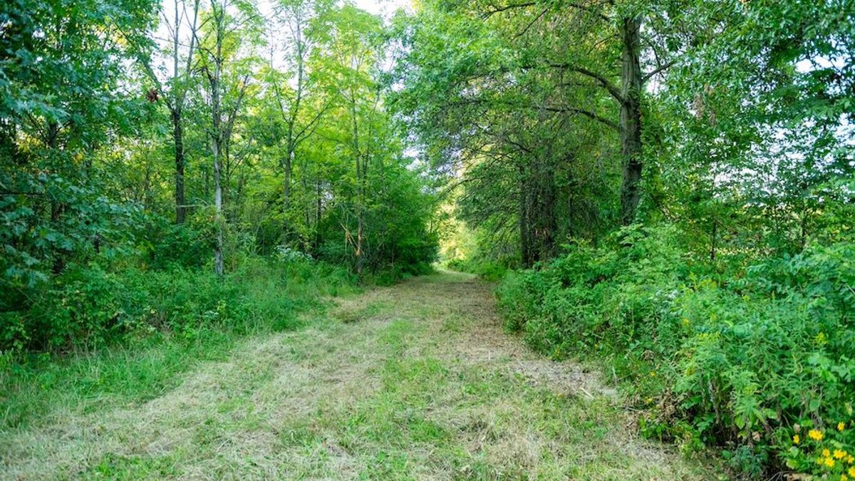 All Timber Tract With Amazing Hunting Opportunities | Whitetail Properties