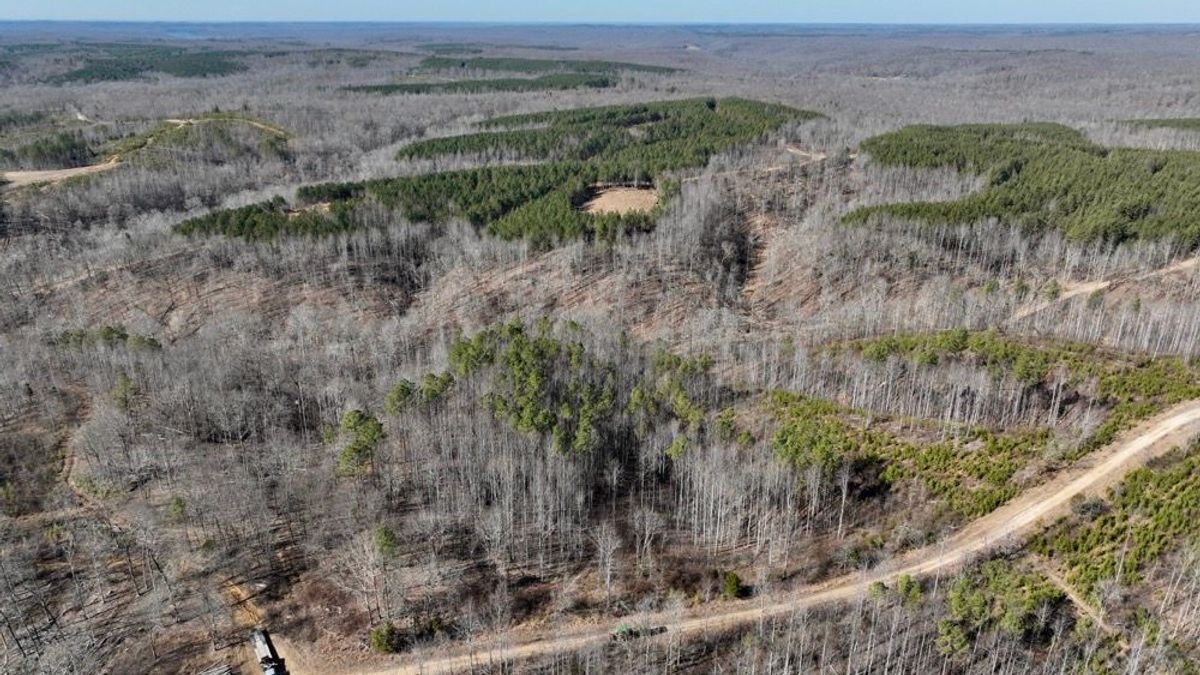All-Timber Hunting Tract - Tract 10 | Whitetail Properties