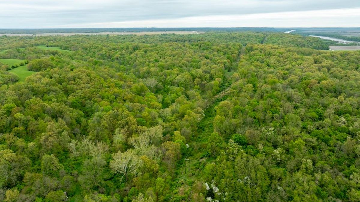 All Timber Tract In Southern Pike County | Whitetail Properties