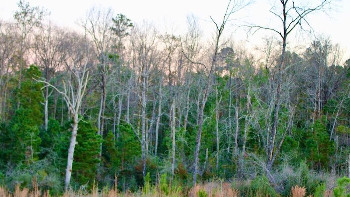 Good Hunting Tract With Young Timber Lot 2 | Whitetail Properties