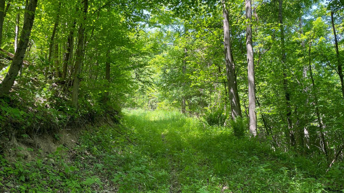 Recreational Mountain Tract with Network of Trails | Whitetail Properties