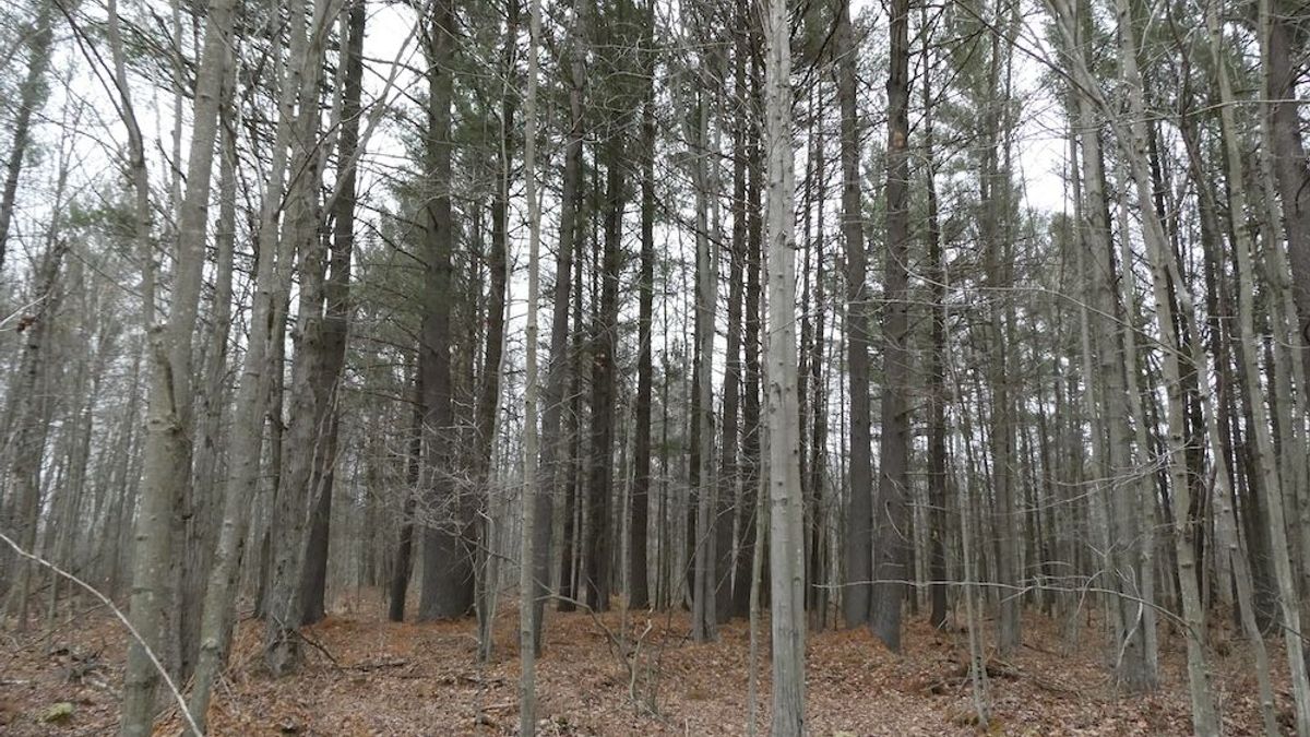 Beautiful Heavily Wooded Building Parcel Or Hunting Parcel | Whitetail ...