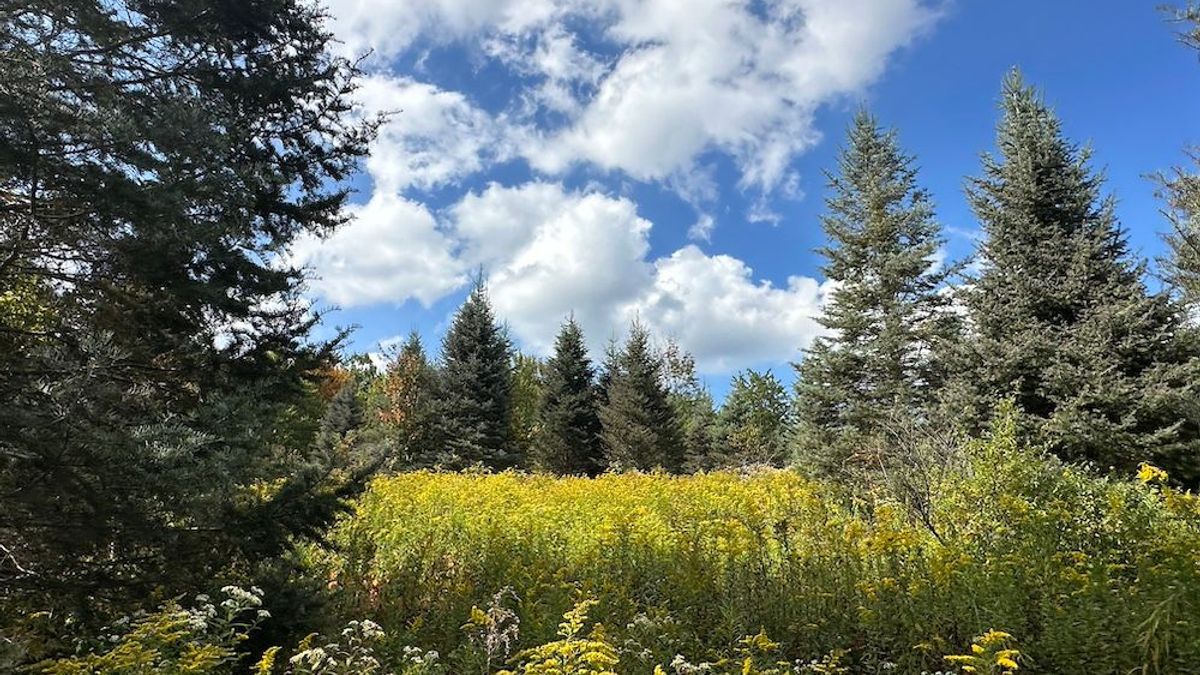 Wooded Lot With Road Frontage And Utilities Near, Lot 10 | Whitetail ...
