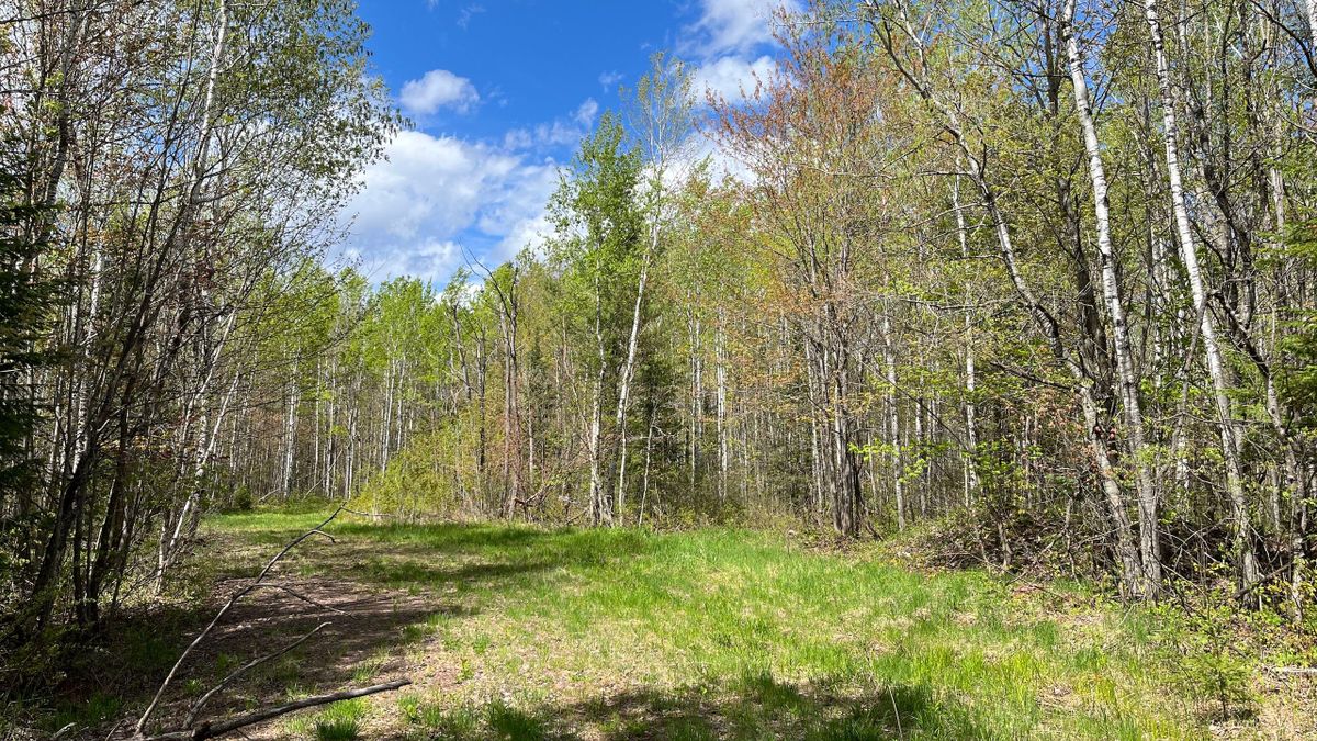 Northern Wisconsin Hunting Land Near Lake Superior | Whitetail Properties