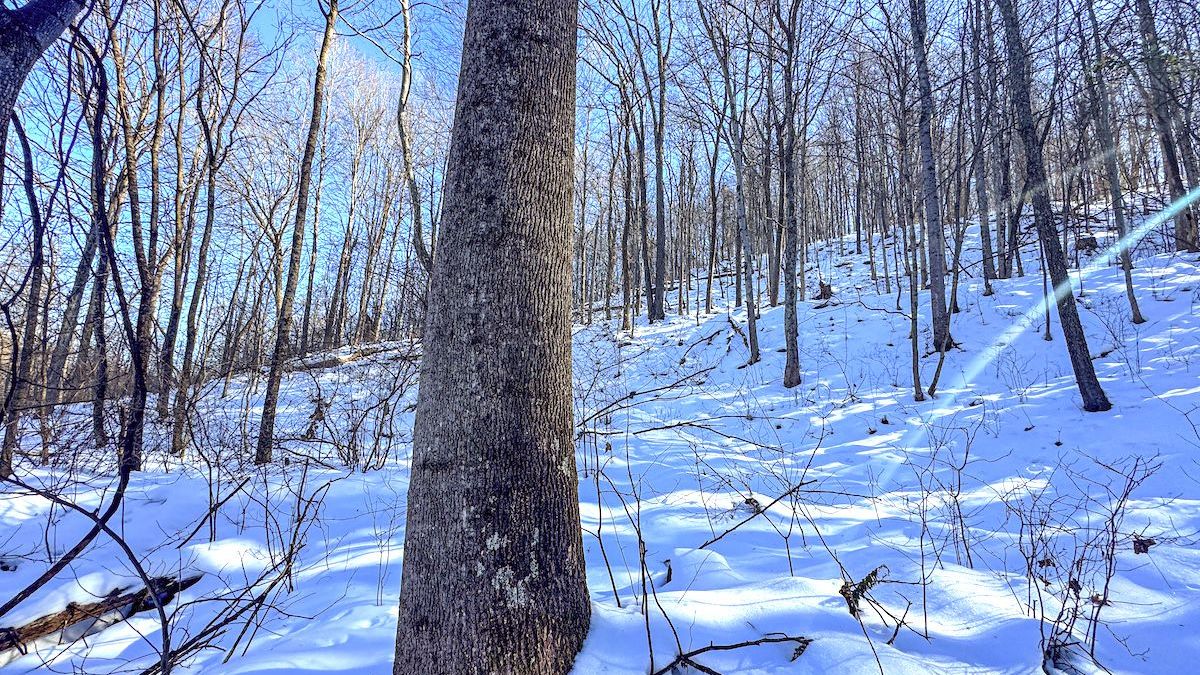 Timbered Acreage With Multiple Wells And Road Frontage | Whitetail ...