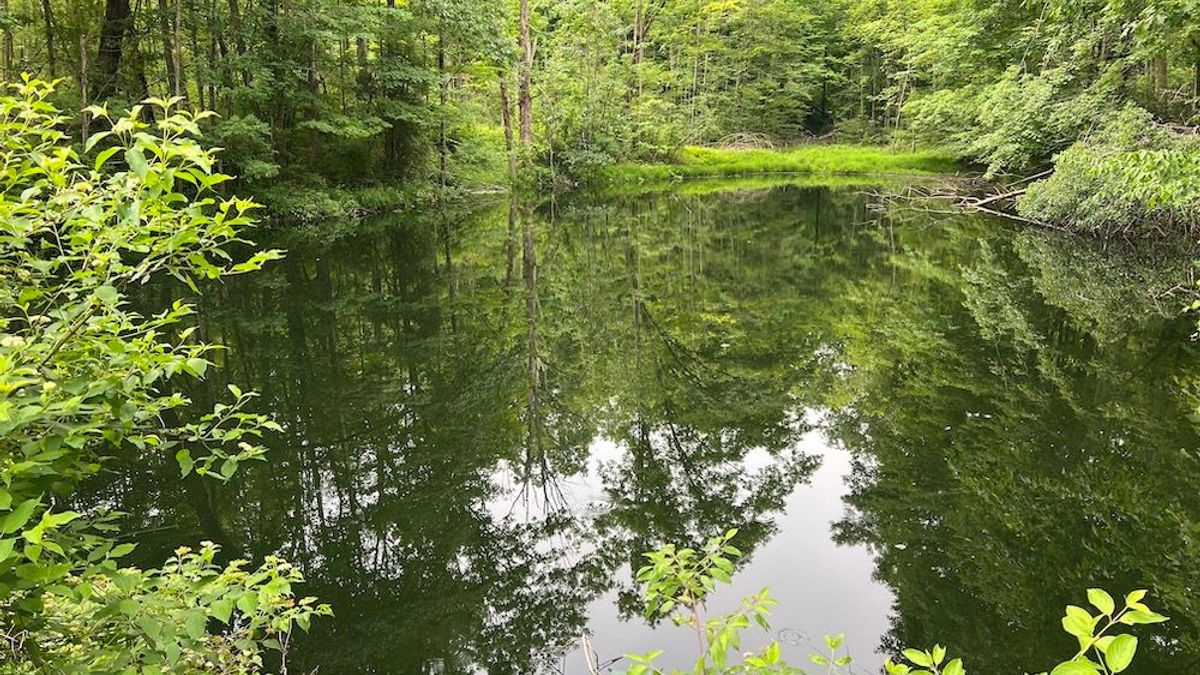 Wooded Recreational Parcel With Small Pond And Building Potential ...