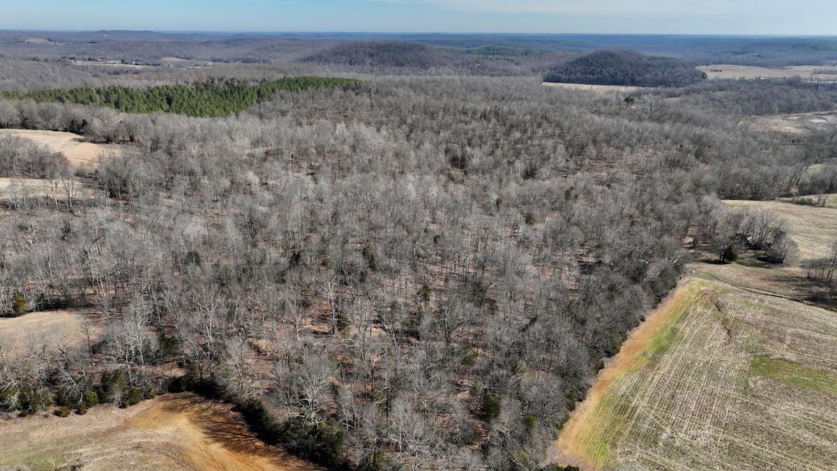 All Timber Tract In Coveted Hunting Area | Whitetail Properties
