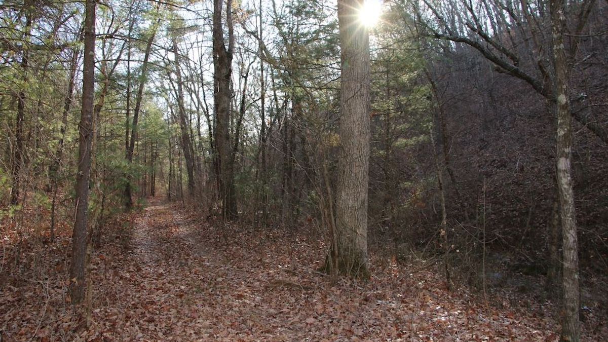 Wooded Acreage On Mile Ridge Near Strasburg, VA | Whitetail Properties