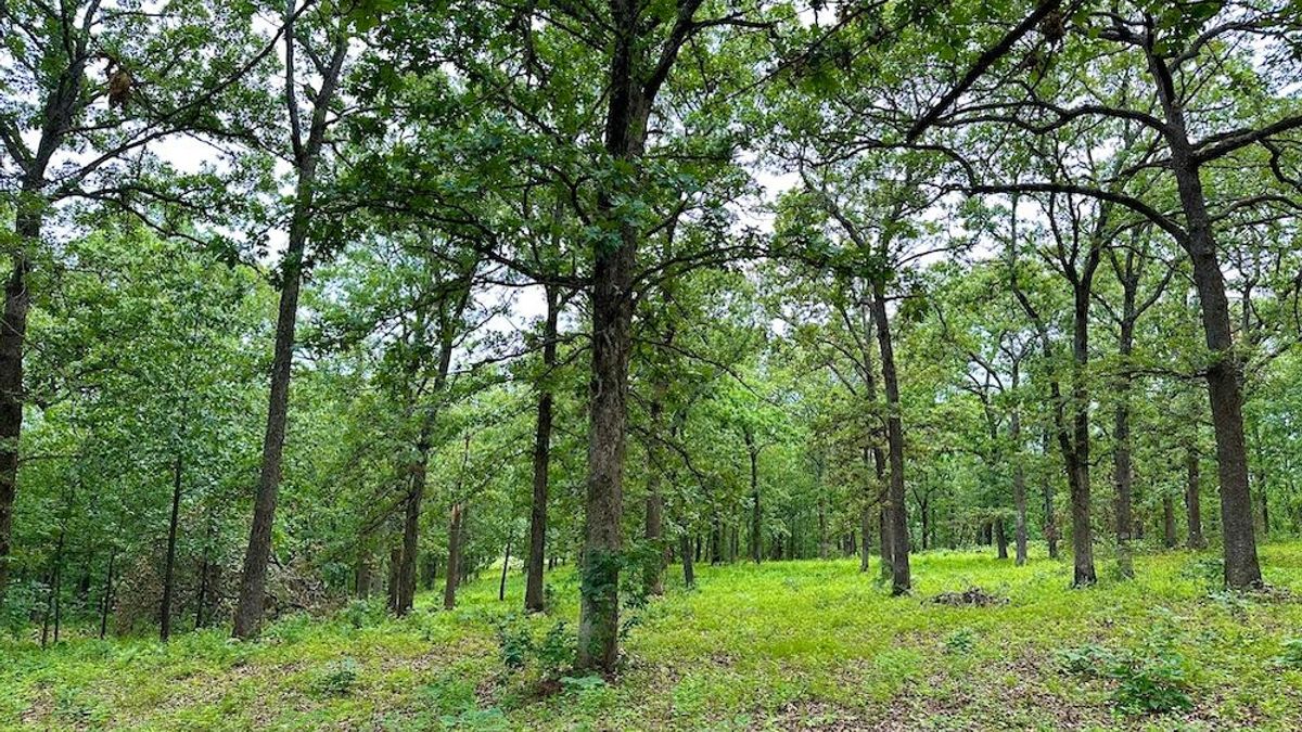 Timbered Acreage With Multiple Build Sites Within Minutes Of Truman ...