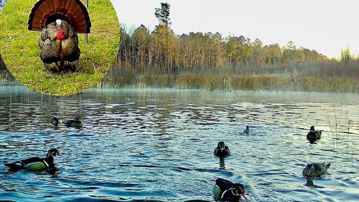 An All Around Hunter's Dream Tract Near Weiss Lake | Whitetail Properties